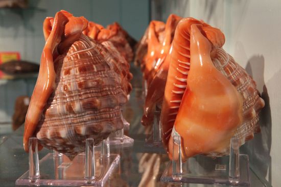 Large Seashells Shop On Sanibel Island Editorial Stock Photo - Stock ...