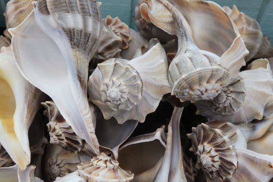 Large Lightning Whelk Seashells Sanibel Island Editorial Stock Photo ...