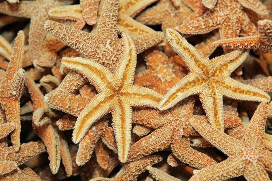 Starfish Shop On Sanibel Island Florida Editorial Stock Photo - Stock ...