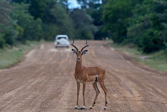 Springbok Stands On Road Bwabwata National Editorial Stock Photo ...