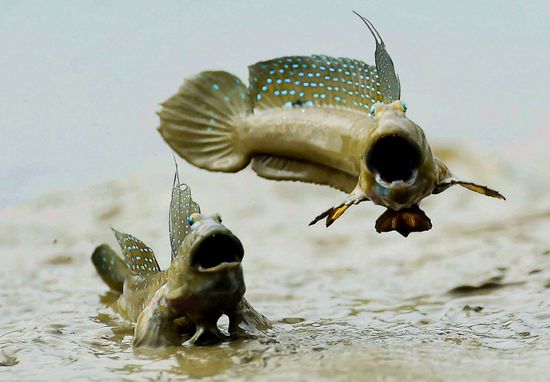 Mud Skip Jump Two Fish Appear Editorial Stock Photo - Stock Image ...