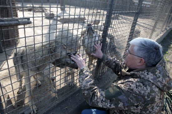 Director Zoo Igor Belyakov Seen Wolfes Editorial Stock Photo - Stock Image | Shutterstock