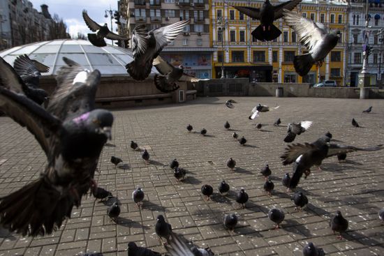 Pigeons Chase After Crumbs Invasion Ukraine Editorial Stock Photo ...
