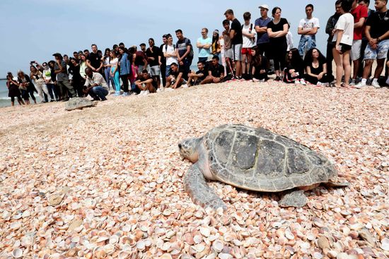 People Look On Loggerhead Sea Turtles Editorial Stock Photo - Stock ...