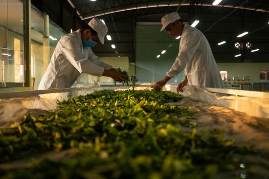 Chinese Technicians Process Tea Leaves 36 Editorial Stock Photo - Stock ...
