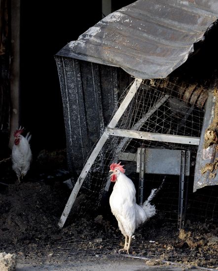 Fire Hen House Sweden Editorial Stock Photo - Stock Image | Shutterstock