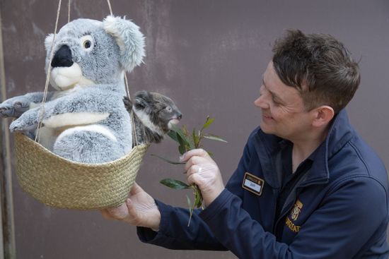 Pictured Jon Ovens Lead Keeper Longleat Editorial Stock Photo - Stock ...