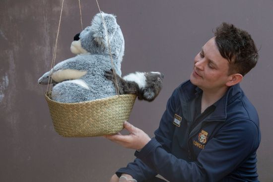 Pictured Jon Ovens Lead Keeper Longleat Editorial Stock Photo - Stock ...