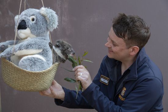 Pictured Jon Ovens Lead Keeper Longleat Editorial Stock Photo - Stock ...