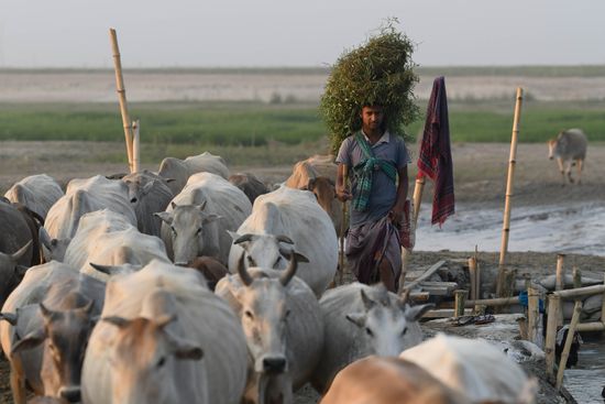 Man Grazing His Cattle Bheramara Upazila Editorial Stock Photo - Stock ...