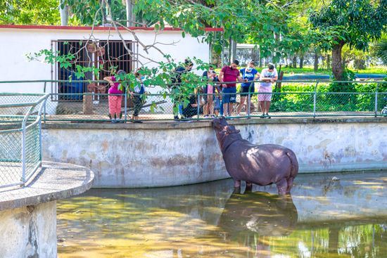 People Watching Hippo Hippopotamus Animal Artificial Editorial Stock ...