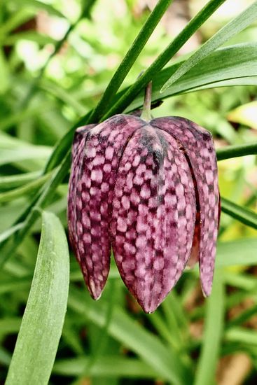 Chequered Snakehead Fritillary Flowers Liliaceae Woods Editorial Stock ...