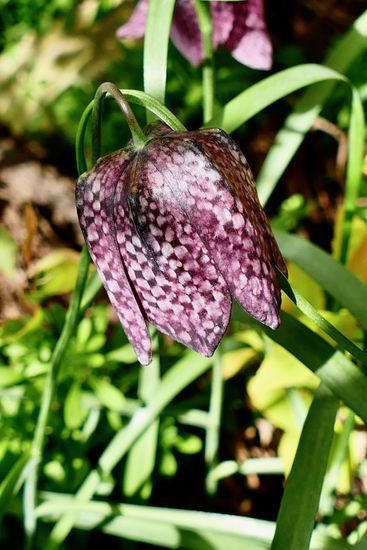 Chequered Snakehead Fritillary Flowers Liliaceae Woods Editorial Stock ...
