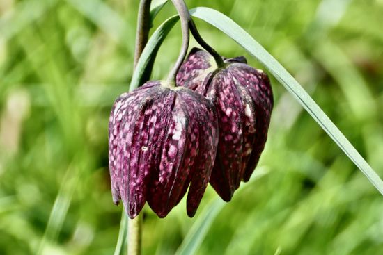 Chequered Snakehead Fritillary Flowers Liliaceae Woods Editorial Stock ...