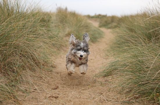 Cookie Cockapoo Dog Enjoys Run Amongst Editorial Stock Photo - Stock ...
