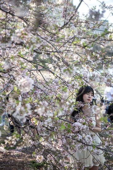 People Enjoying Spring Cherry Blossom Central Editorial Stock Photo ...