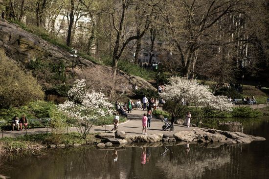 People Enjoying Spring Cherry Blossom Central Editorial Stock Photo ...