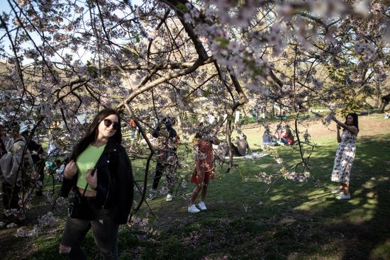 People Enjoying Spring Cherry Blossom Central Editorial Stock Photo ...