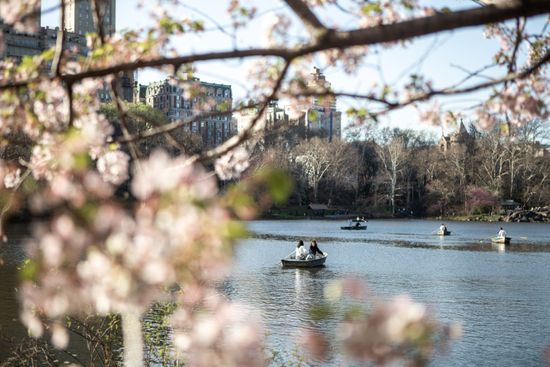 People Enjoying Spring Cherry Blossom Central Editorial Stock Photo ...