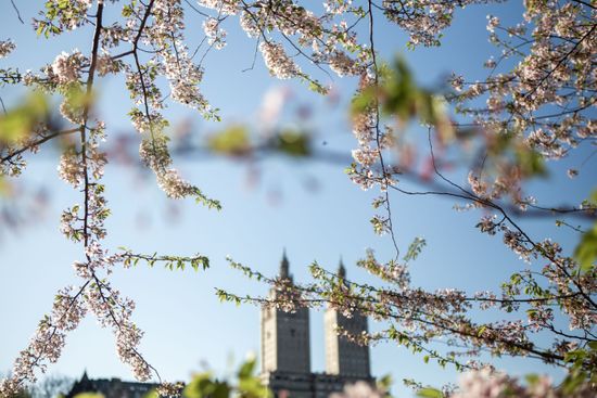 People Enjoying Spring Cherry Blossom Central Editorial Stock Photo ...