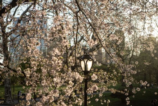 People Enjoying Spring Cherry Blossom Central Editorial Stock Photo ...