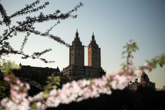 People Enjoying Spring Cherry Blossom Central Editorial Stock Photo ...