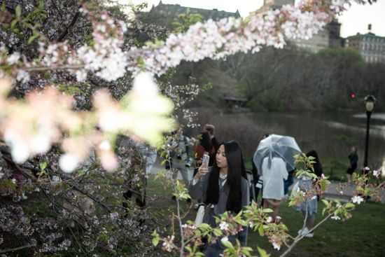People Enjoying Spring Cherry Blossom Central Editorial Stock Photo ...