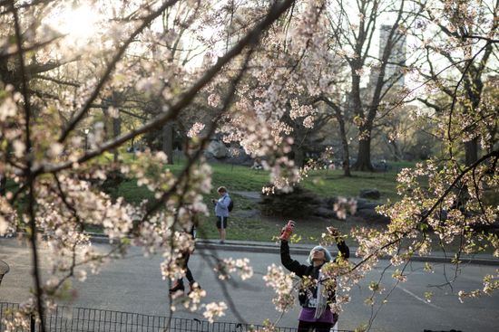 People Enjoying Spring Cherry Blossom Central Editorial Stock Photo ...