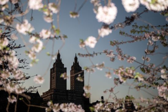 People Enjoying Spring Cherry Blossom Central Editorial Stock Photo ...