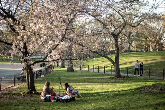 People Enjoying Spring Cherry Blossom Central Editorial Stock Photo ...