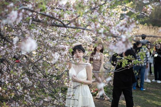 People Enjoying Spring Cherry Blossom Central Editorial Stock Photo ...