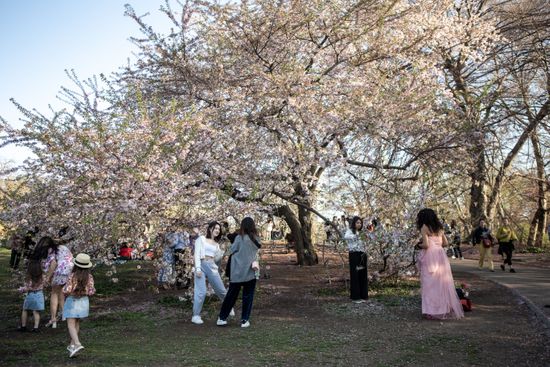 People Enjoying Spring Cherry Blossom Central Editorial Stock Photo ...