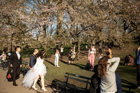 People Enjoying Spring Cherry Blossom Central Editorial Stock Photo ...