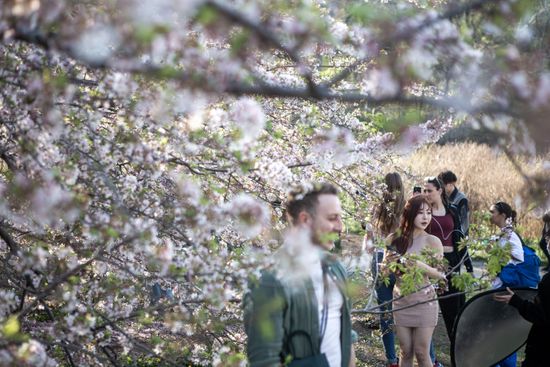 People Enjoying Spring Cherry Blossom Central Editorial Stock Photo ...