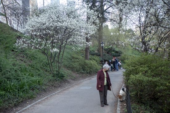 People Enjoying Spring Cherry Blossom Central Editorial Stock Photo ...