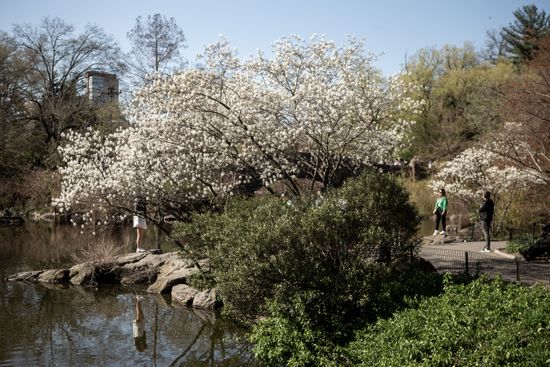 People Enjoying Spring Cherry Blossom Central Editorial Stock Photo ...