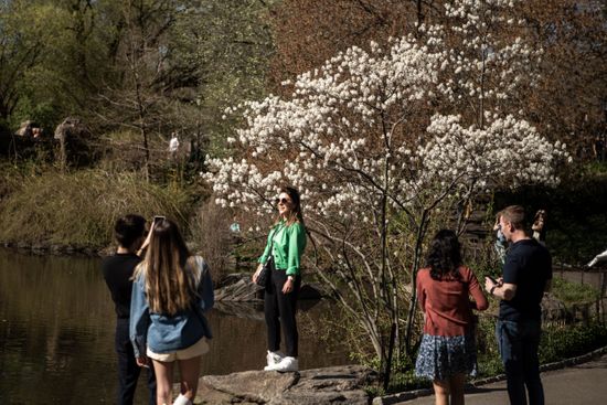 People Enjoying Spring Cherry Blossom Central Editorial Stock Photo ...