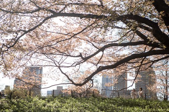 People Enjoying Spring Cherry Blossom Central Editorial Stock Photo ...