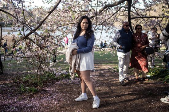 People Enjoying Spring Cherry Blossom Central Editorial Stock Photo ...