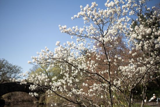 People Enjoying Spring Cherry Blossom Central Editorial Stock Photo ...