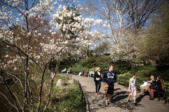 People Enjoying Spring Cherry Blossom Central Editorial Stock Photo ...