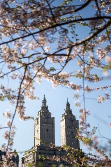 People Enjoying Spring Cherry Blossom Central Editorial Stock Photo ...