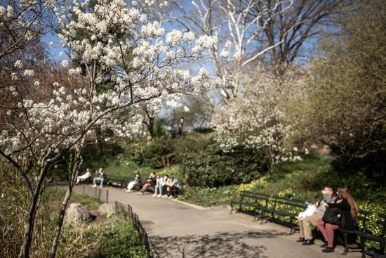 People Enjoying Spring Cherry Blossom Central Editorial Stock Photo ...
