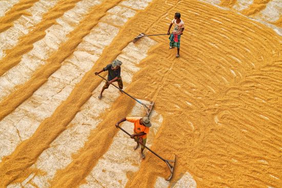 Workers Patiently Rake Sift Billions Grains Editorial Stock Photo ...