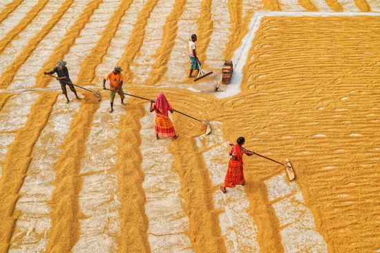 Workers Patiently Rake Sift Billions Grains Editorial Stock Photo ...