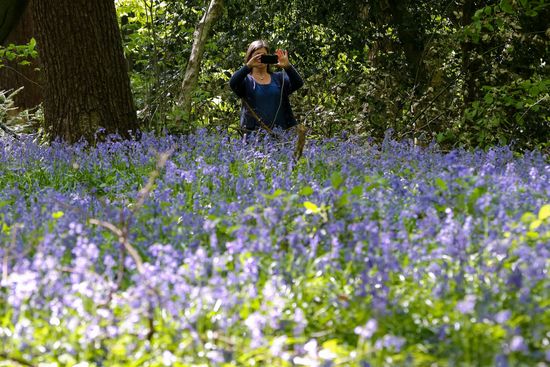 Woman Photographs Bluebell Flowers Highgate Wood Editorial Stock Photo ...