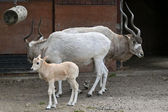 Critically Endangered Addax Calf Africa Alive Editorial Stock Photo ...