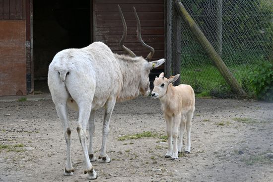 Critically Endangered Addax Calf Africa Alive Editorial Stock Photo ...