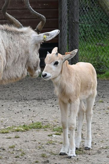 Critically Endangered Addax Calf Africa Alive Editorial Stock Photo ...