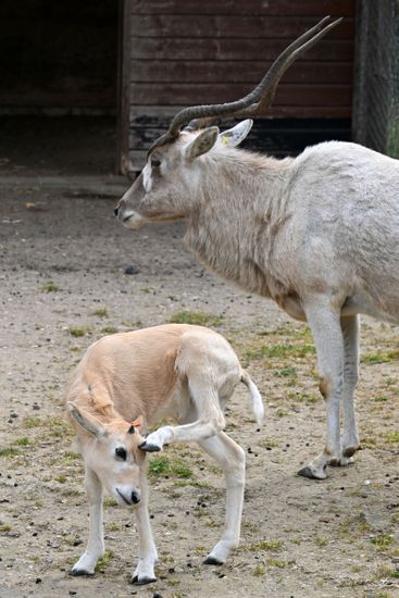 Critically Endangered Addax Calf Africa Alive Editorial Stock Photo ...